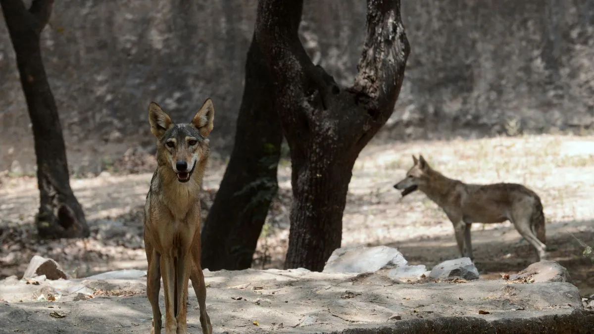 UP Wolf Attack: Bahraich Villagers Fight Bhediyas With Firecrackers ... UP Wolf Attack: Bahraich Villagers Fight Bhediyas With Firecrackers ...